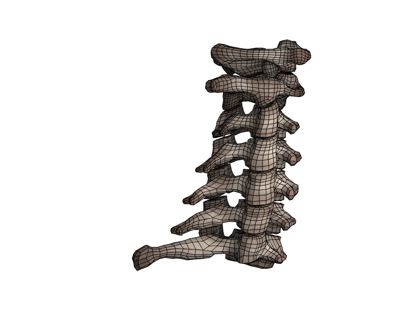 Cervical Spine 3D Model - TurboSquid 1786533