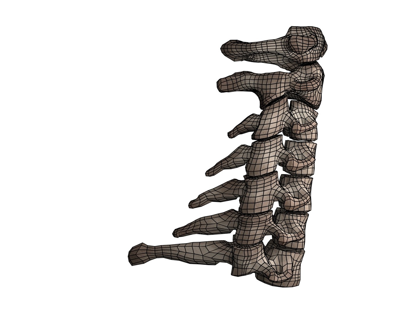 Cervical Spine 3D Model - TurboSquid 1786533