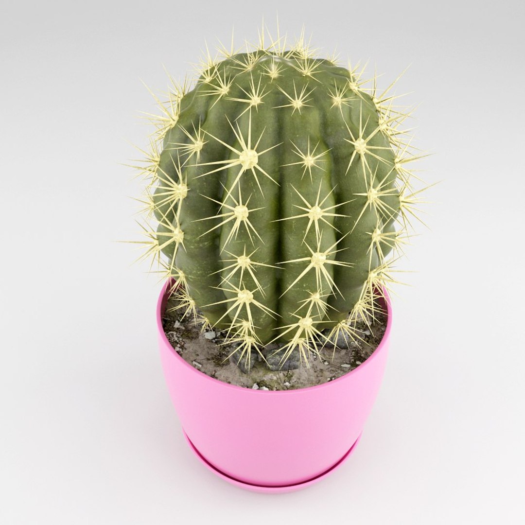 cactus pot 3d model