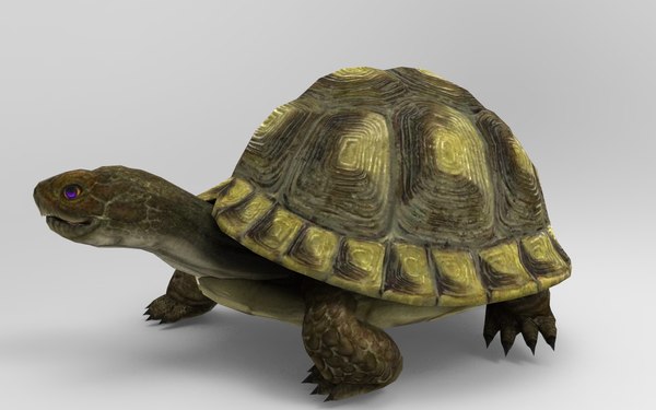 Turtle 11 Animations 3D 모델 - TurboSquid 1894386