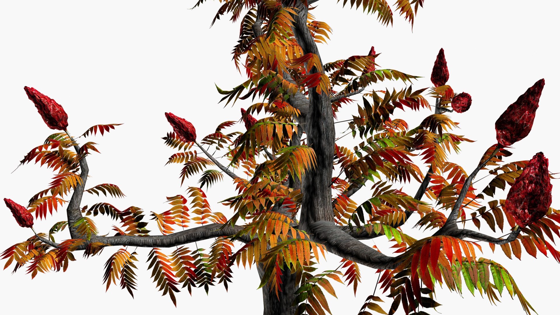 Sumac Tree 3D - TurboSquid 2281848