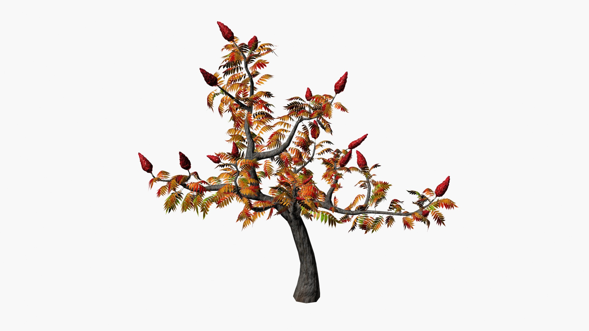 Sumac Tree 3D - TurboSquid 2281848
