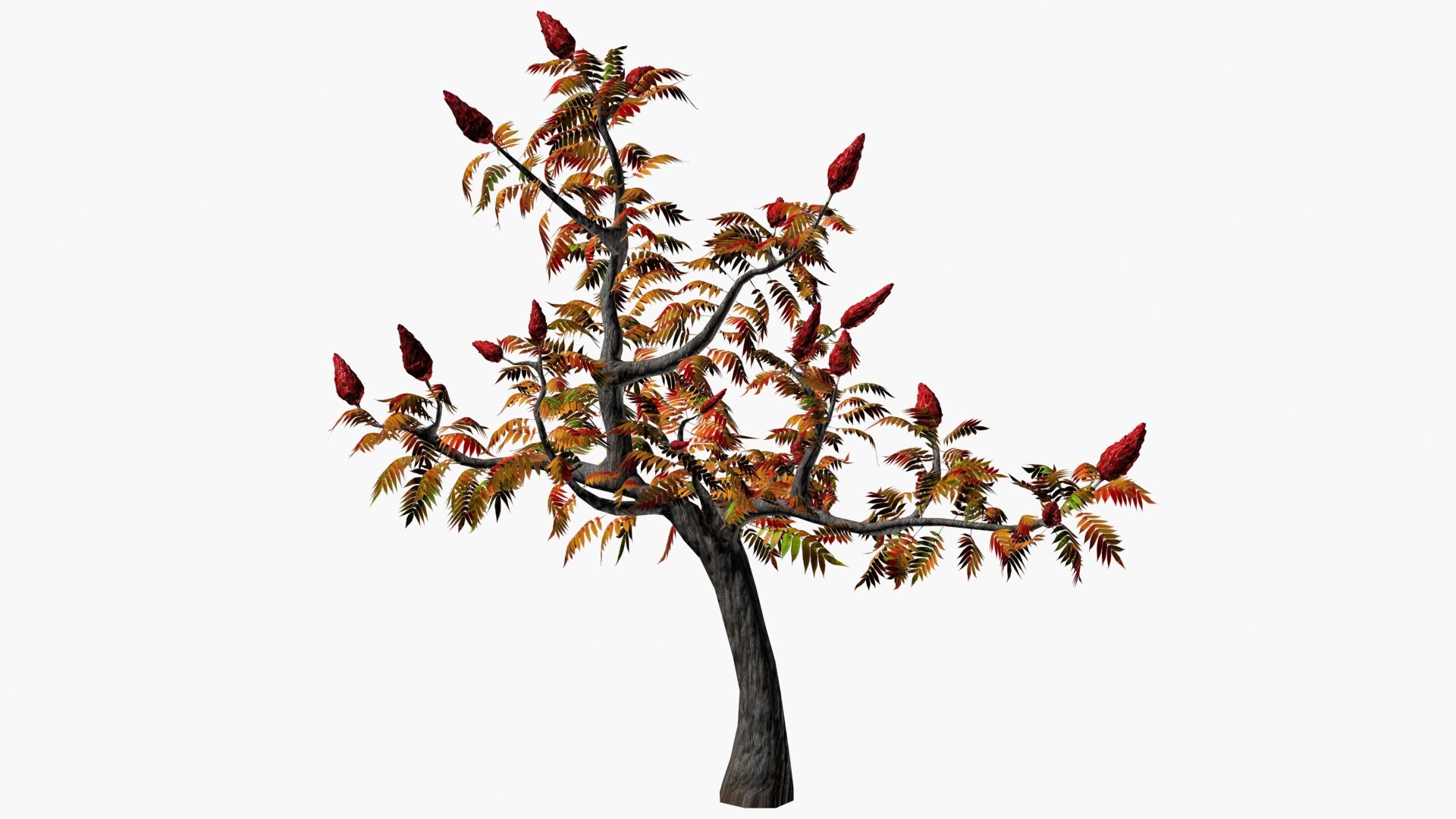 Sumac Tree 3D - TurboSquid 2281848