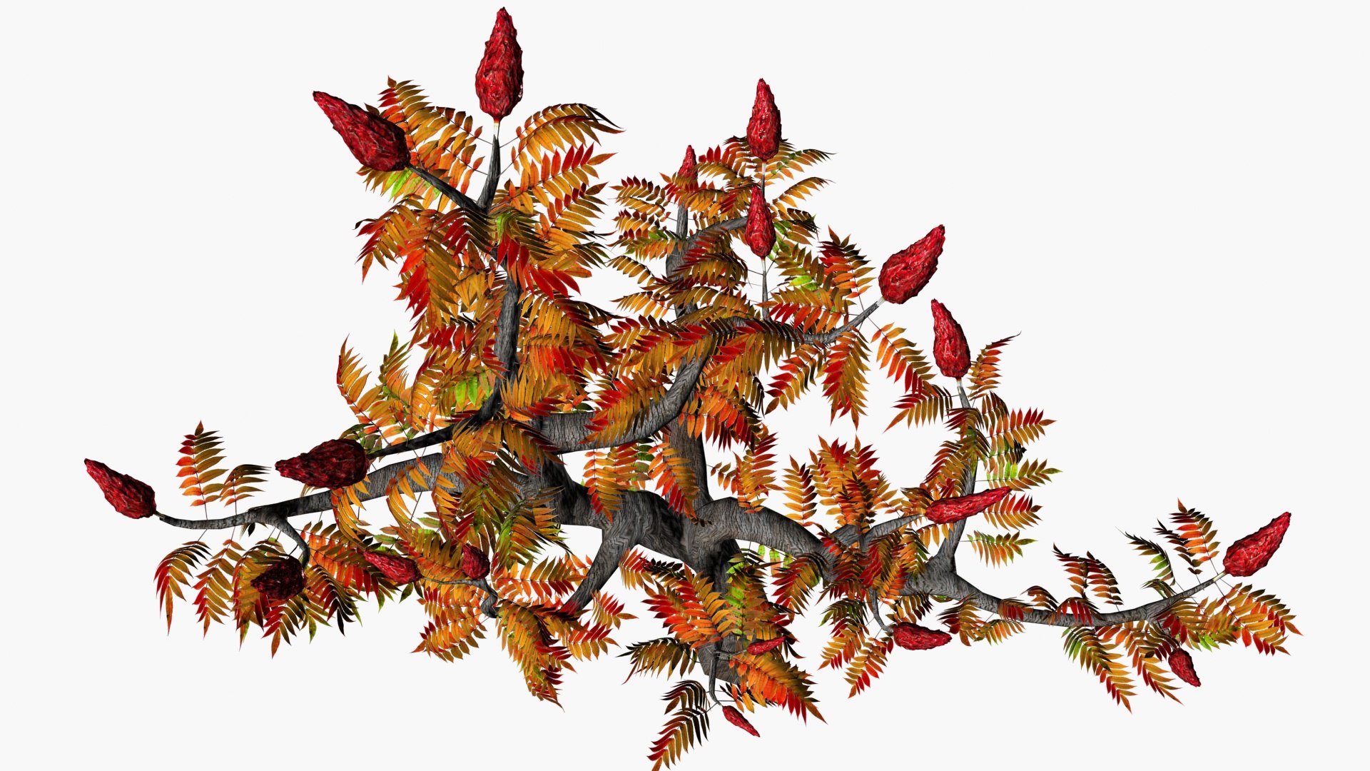 Sumac Tree 3D - TurboSquid 2281848