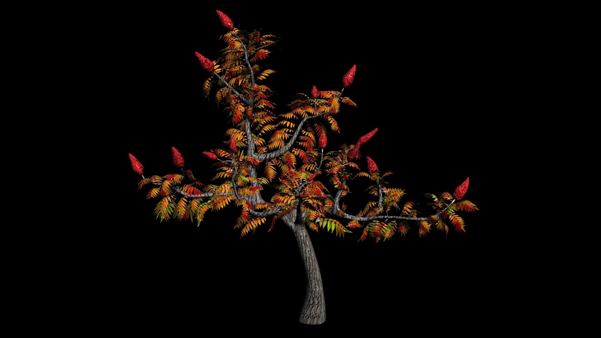Sumac Tree 3D - TurboSquid 2281848