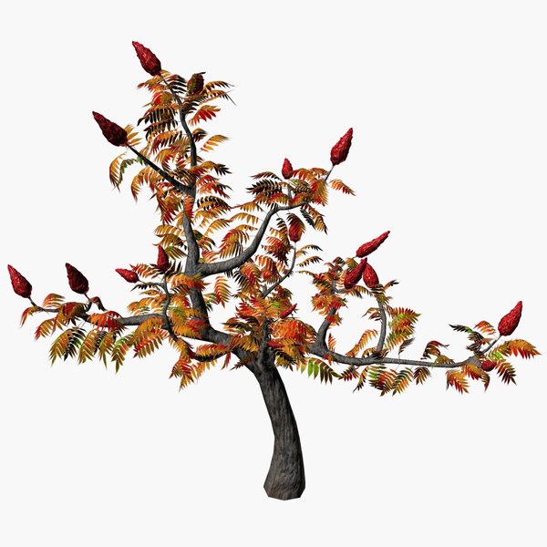 modelo 3d Árbol de zumaque - TurboSquid 2281848