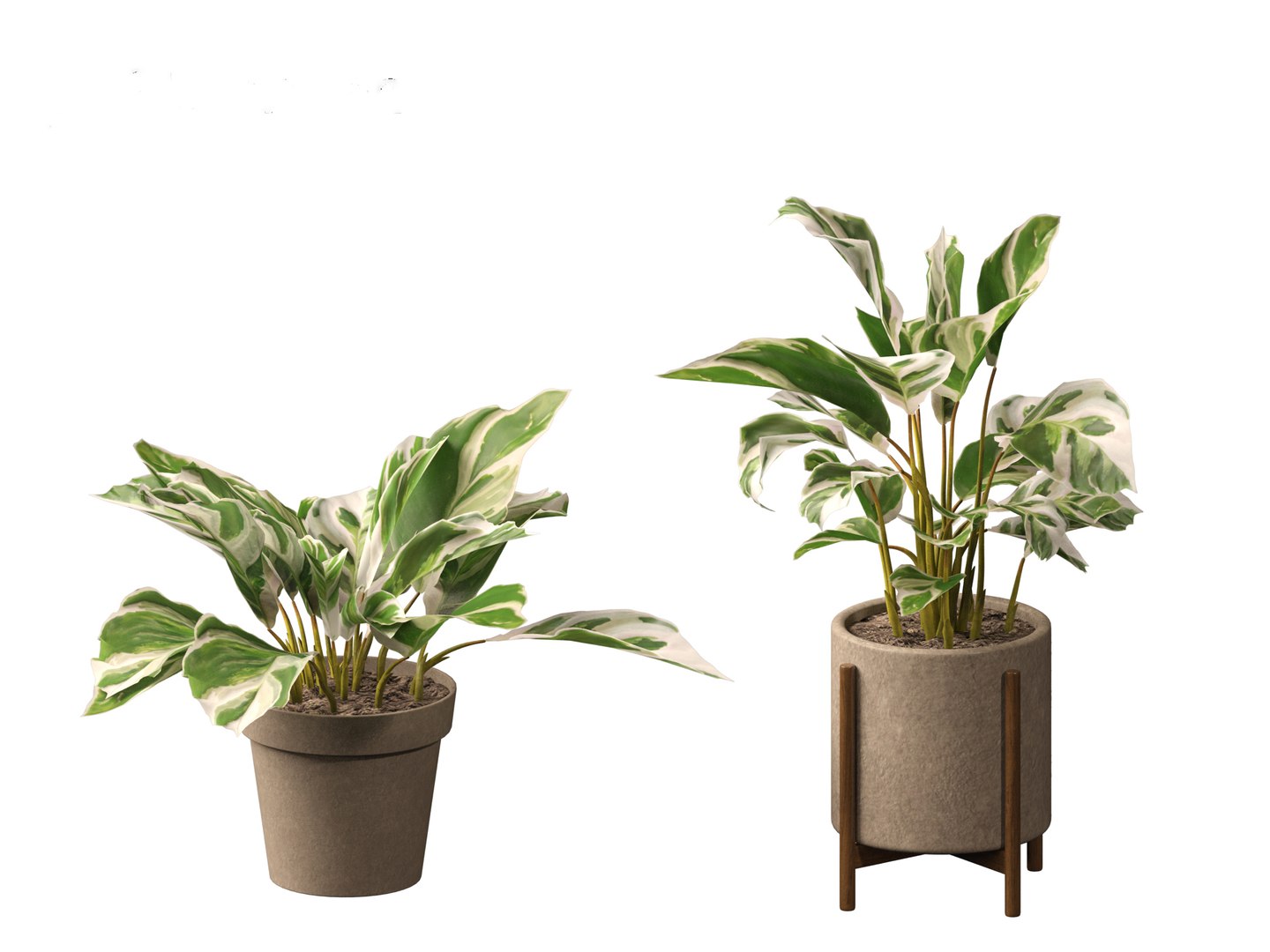 3D Model Calathea Fusion White - Peacock Plant - TurboSquid 2146112