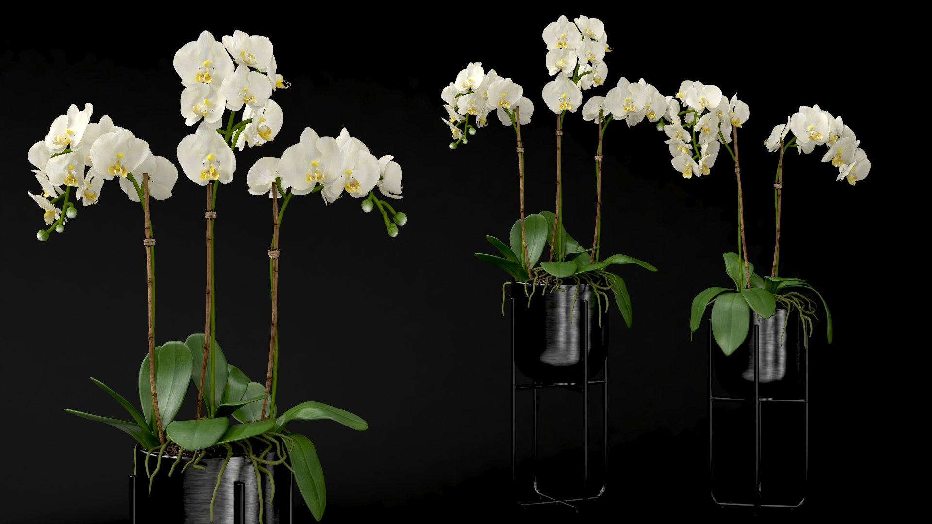 Orchid 4 3D - TurboSquid 1949564