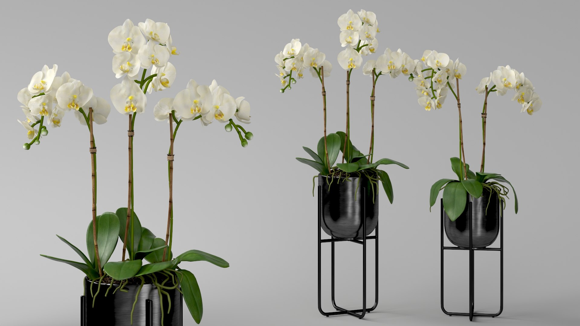Orchid 4 3D - TurboSquid 1949564