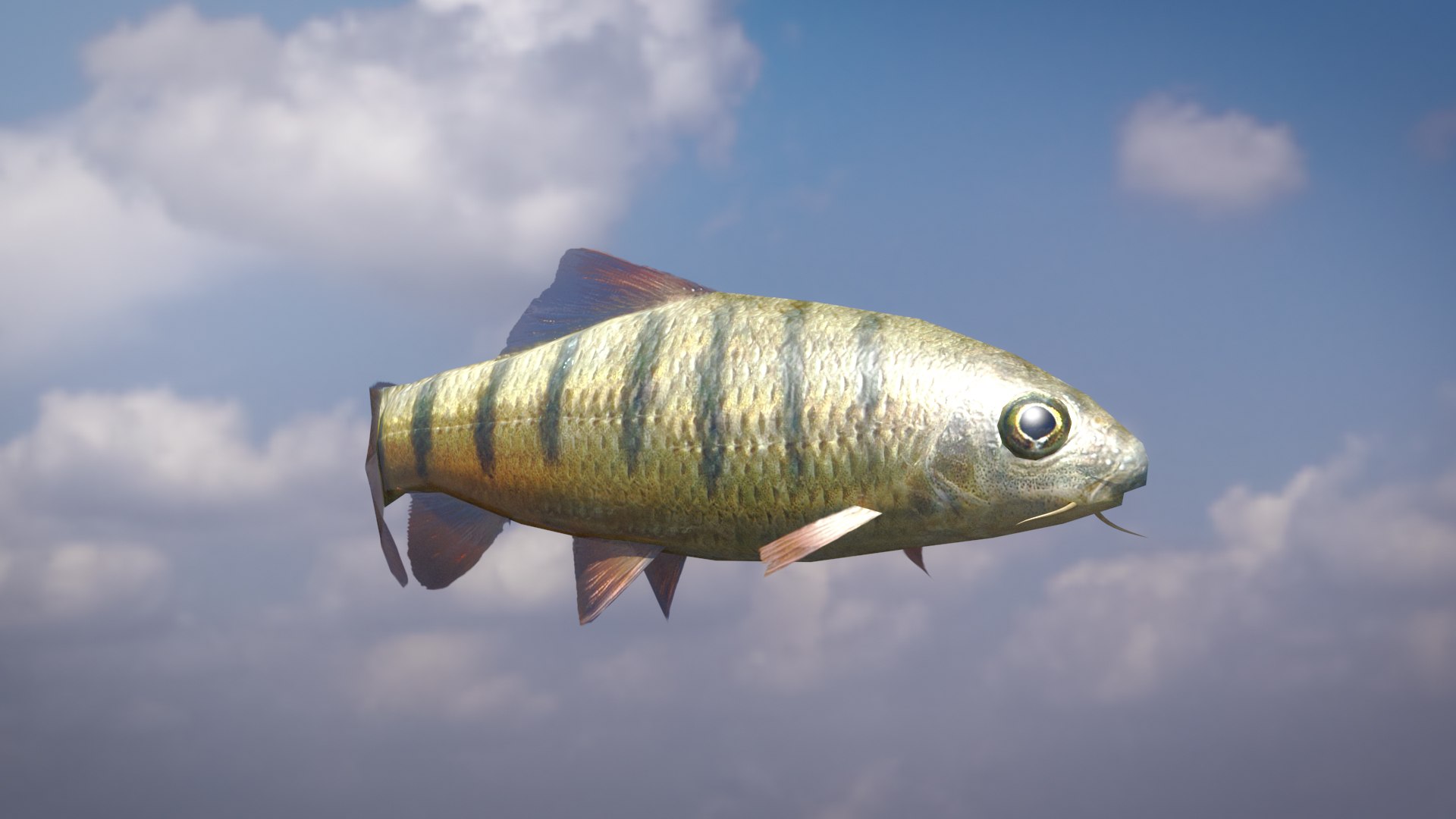 3D Acrossocheilus Grouper Fish - TurboSquid 2349638