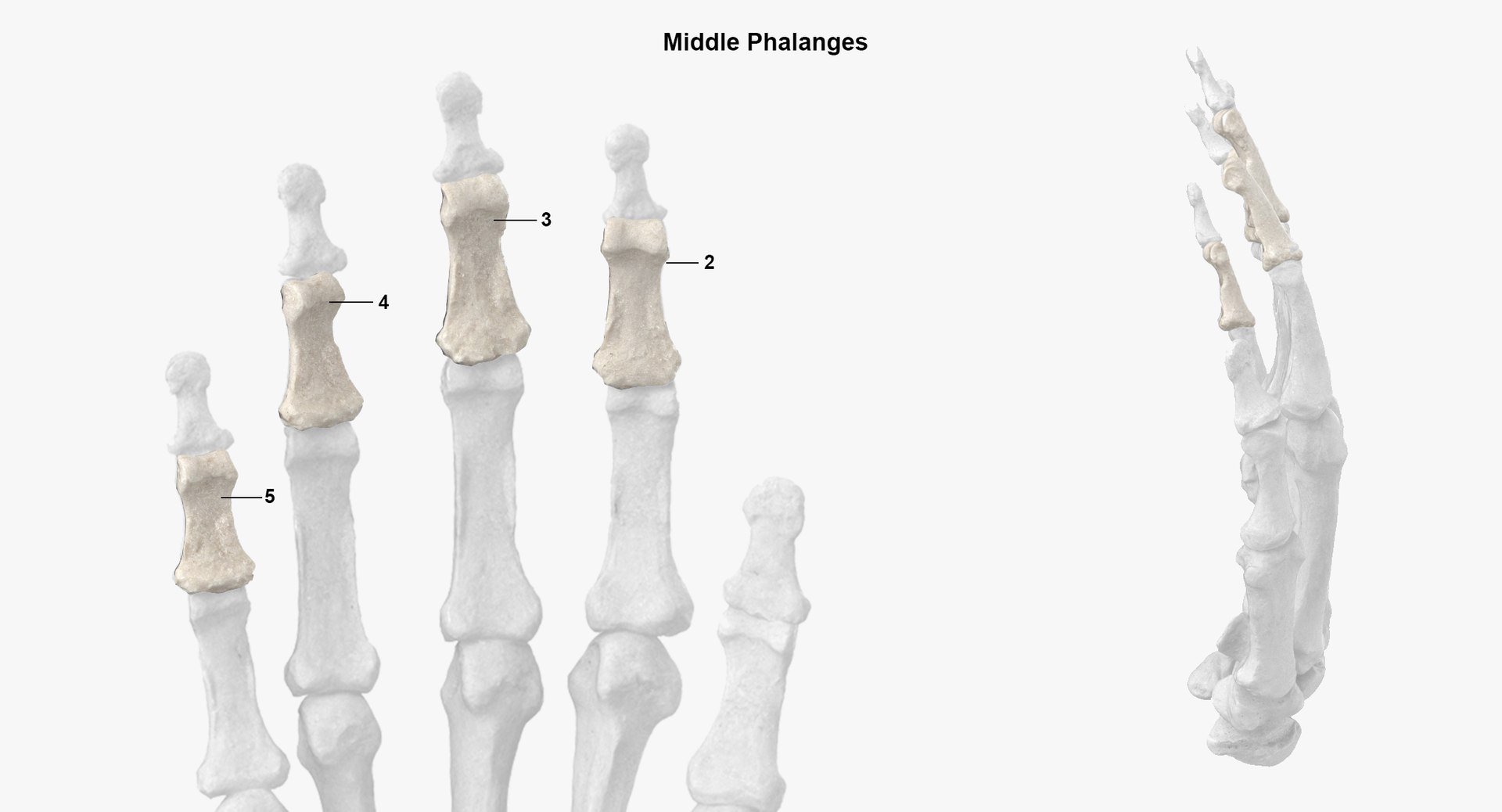 Anatomy human male 3D model - TurboSquid 1657193