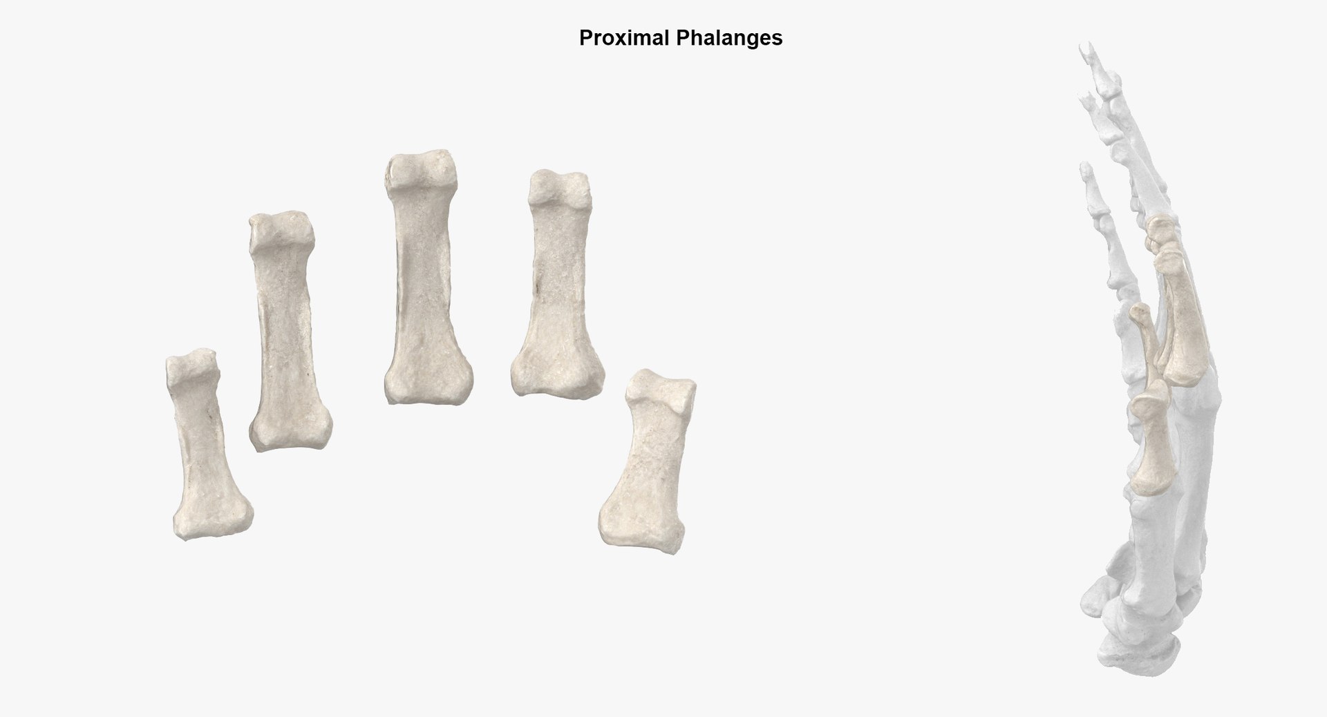 Anatomy human male 3D model - TurboSquid 1657193