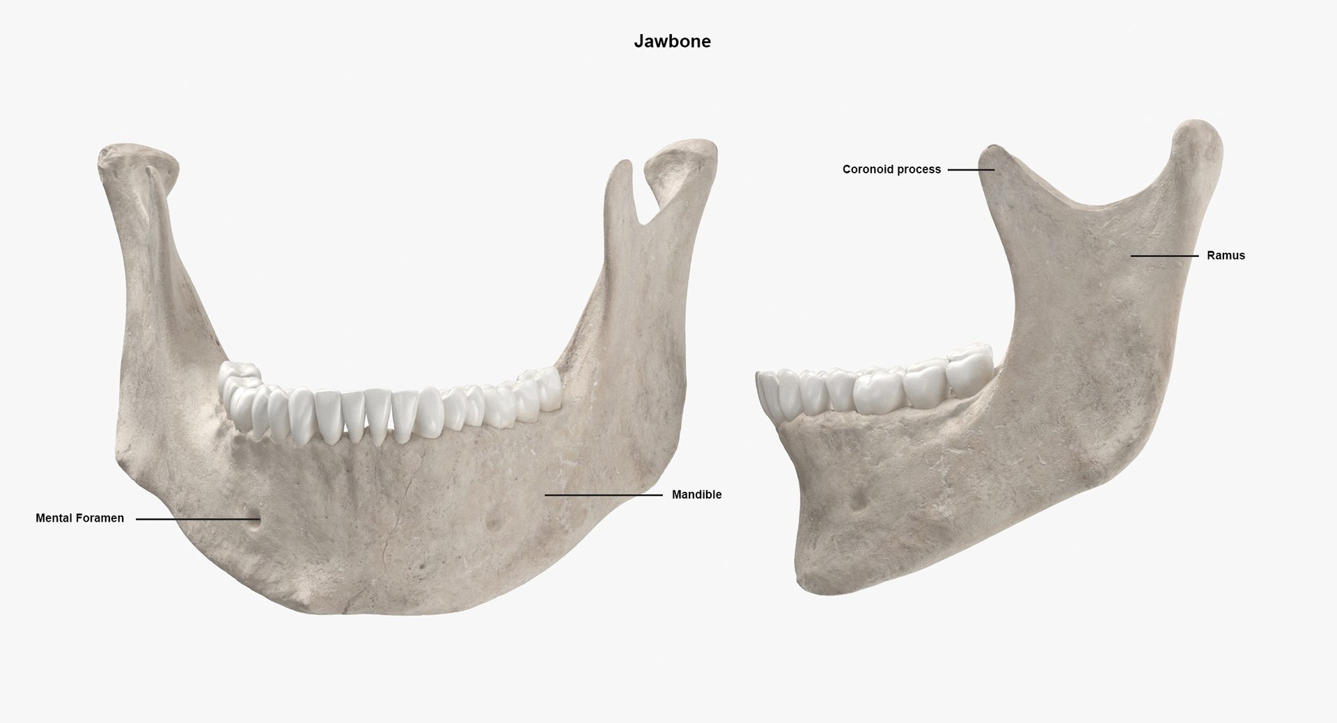 Anatomy human male 3D model - TurboSquid 1657193
