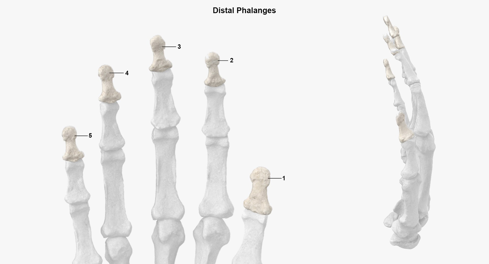 Anatomy human male 3D model - TurboSquid 1657193