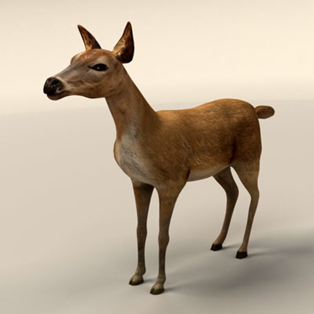 3d Deer
