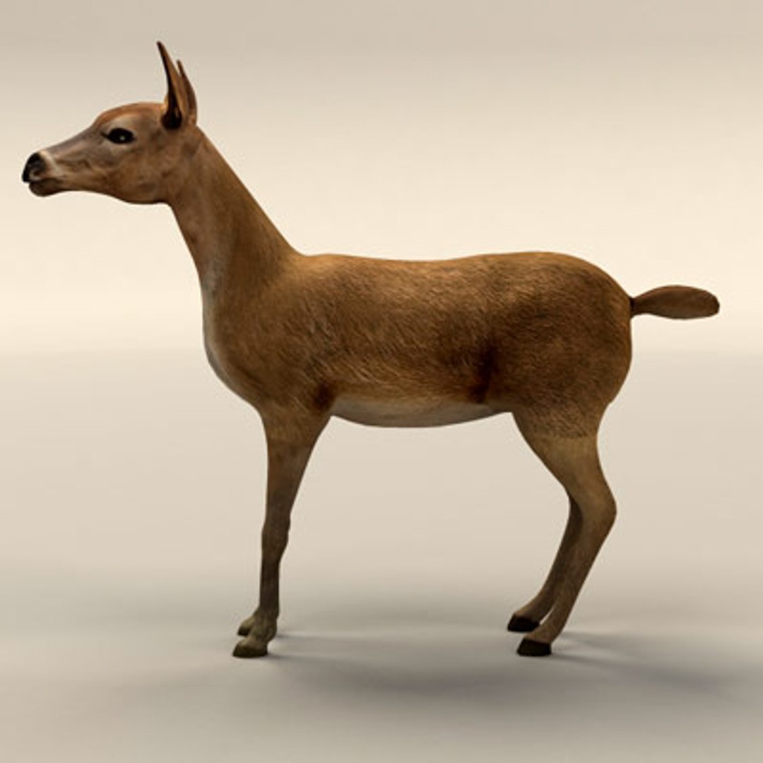 3d Deer