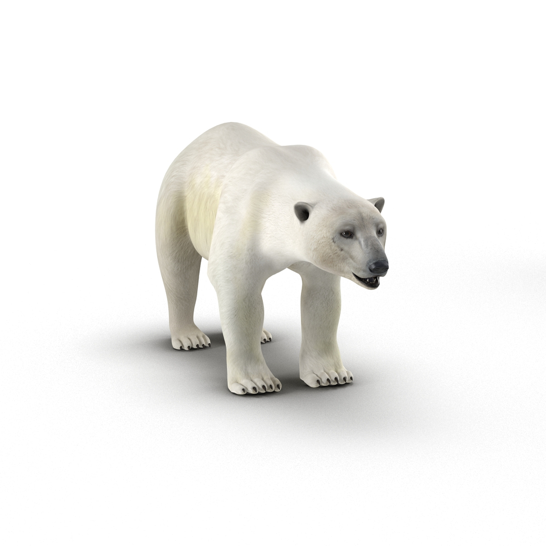 3D Arctic Animals - TurboSquid 1437027