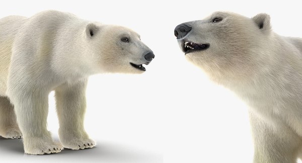 3D arctic animals - TurboSquid 1437027