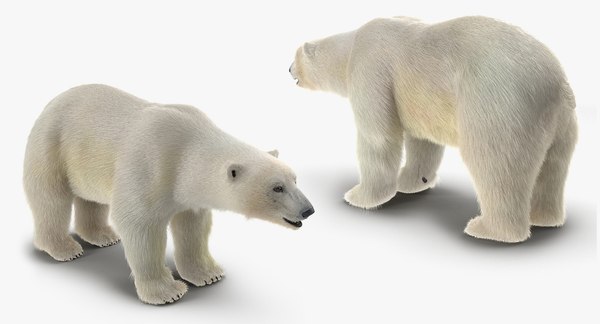 3D arctic animals - TurboSquid 1437027