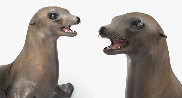 3D arctic animals - TurboSquid 1437027
