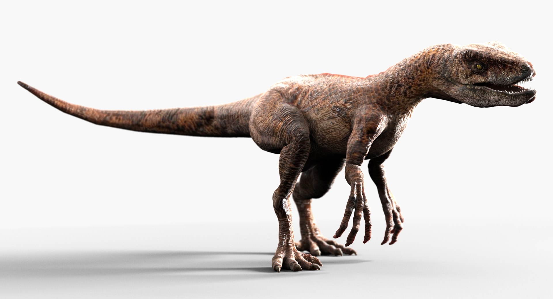 Velociraptor Dinosaur 3d Model