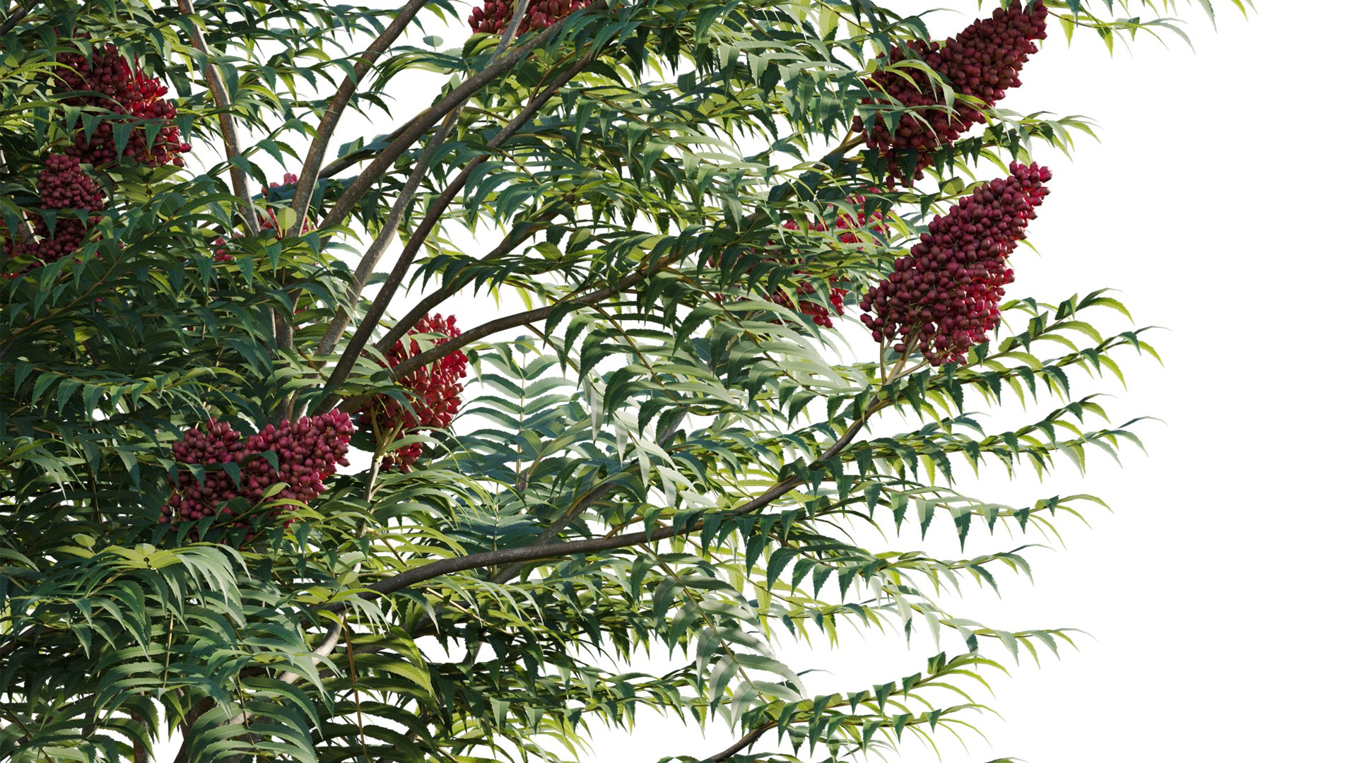 Rhus Typhina - Staghorn Sumac 03 Model - TurboSquid 2387229