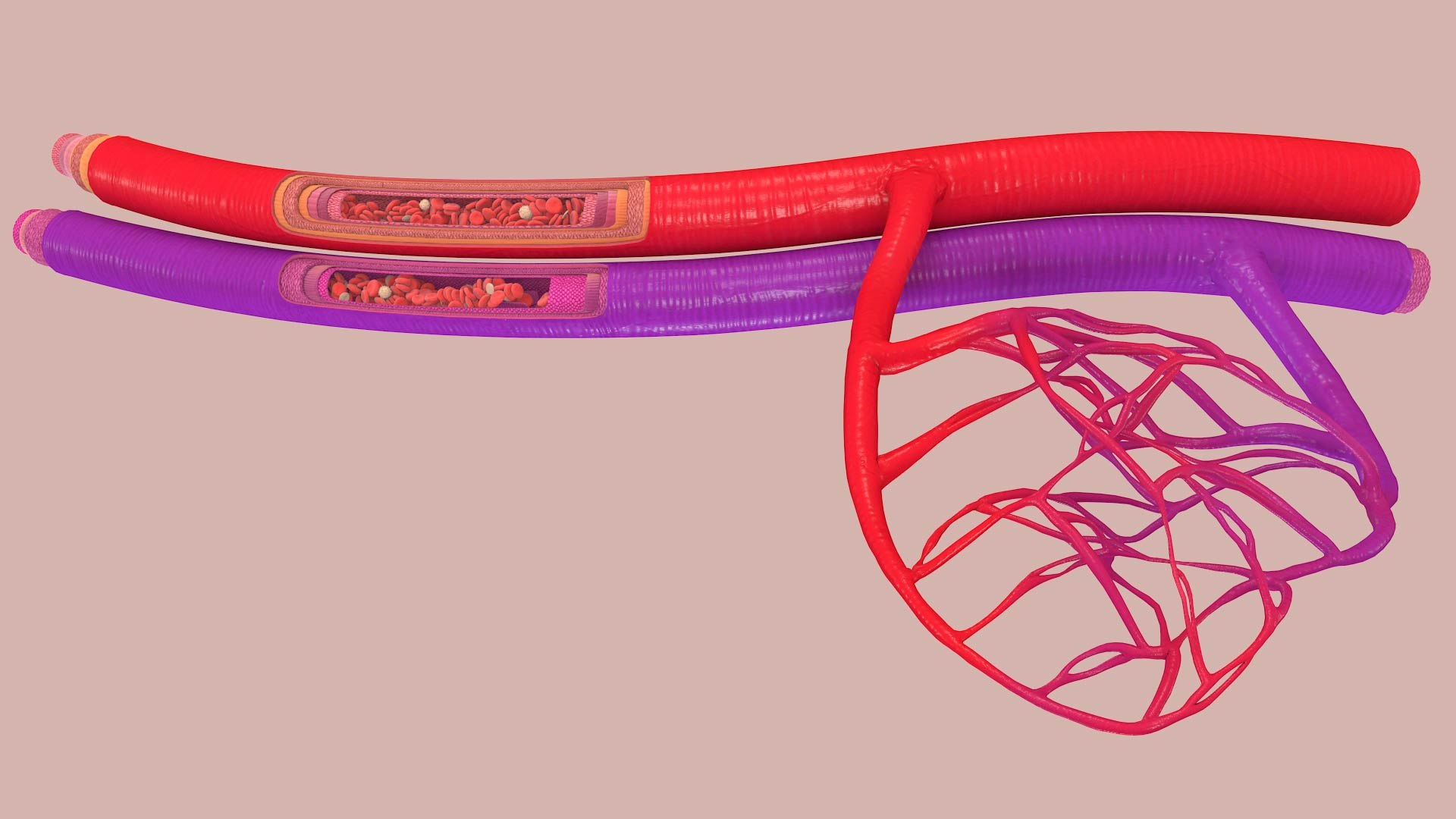 Artery and Vein Structure 3D model - TurboSquid 1901627