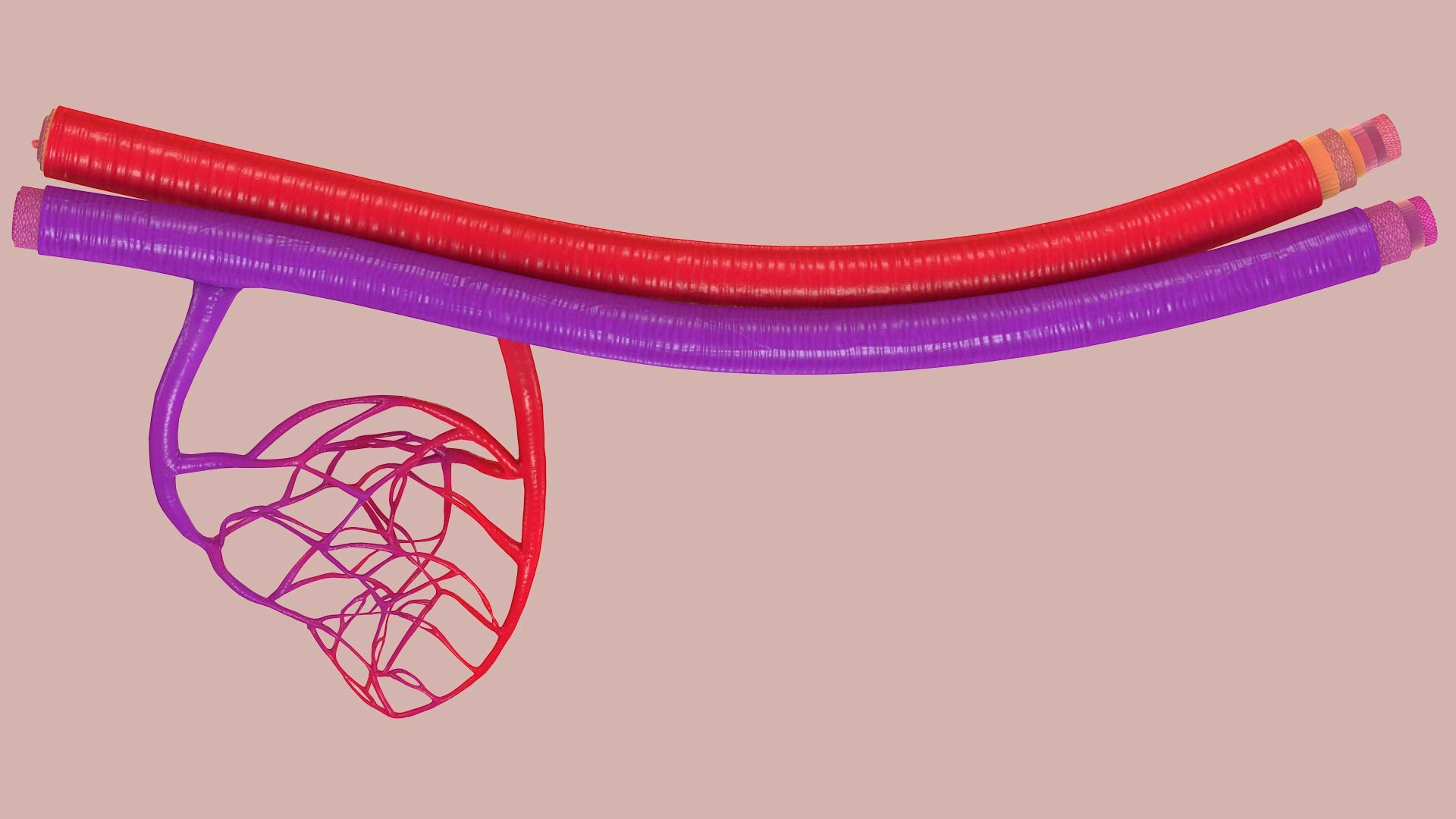Artery and Vein Structure 3D model - TurboSquid 1901627
