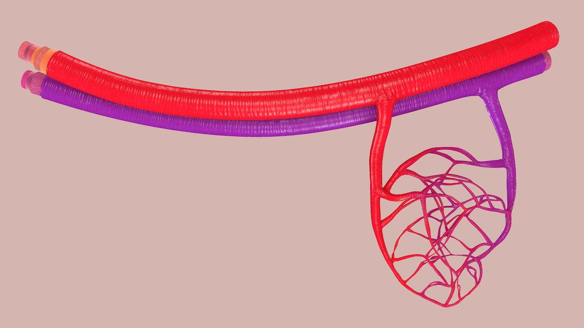 Artery and Vein Structure 3D model - TurboSquid 1901627