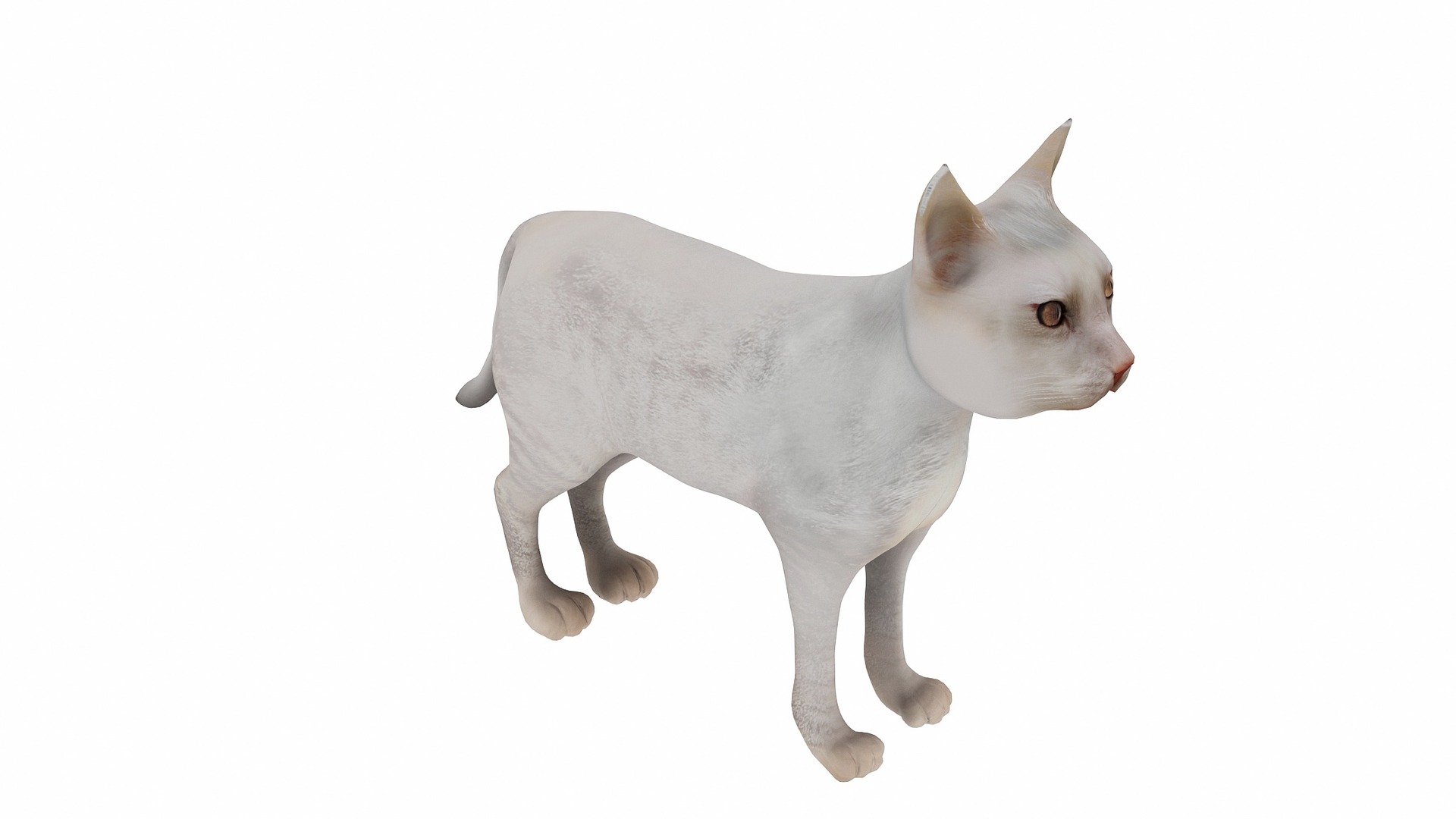3D white cat - TurboSquid 1445336