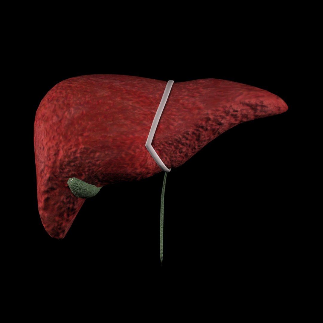 3D Liver Ready Vr Ar Model - TurboSquid 1257086