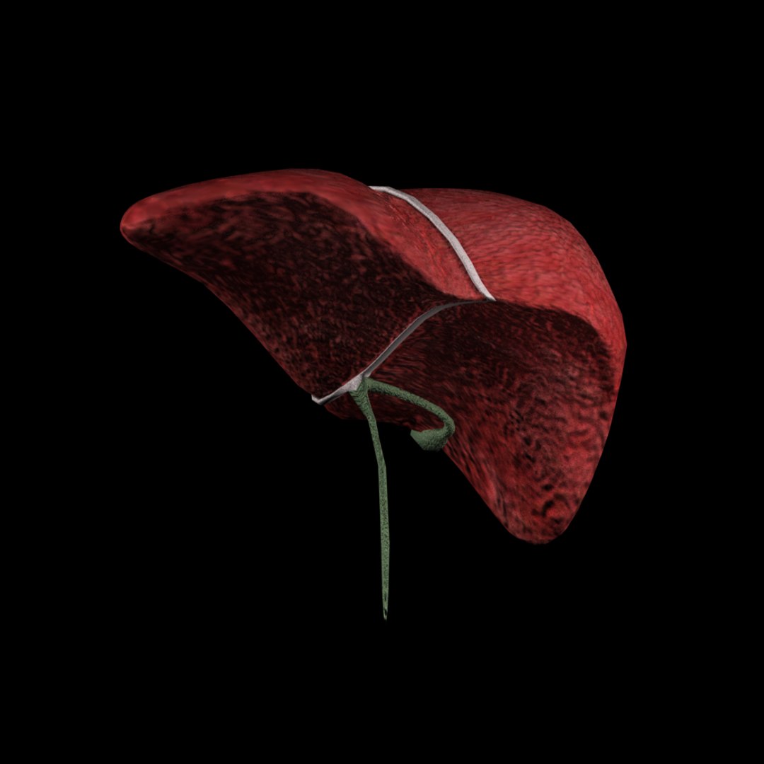 3D Liver Ready Vr Ar Model - TurboSquid 1257086