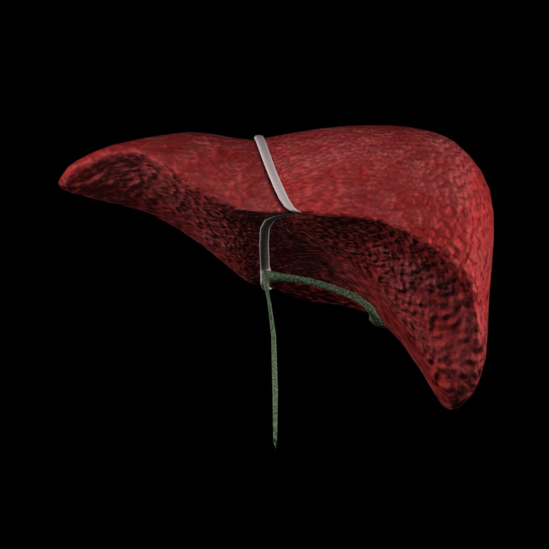 3D Liver Ready Vr Ar Model - TurboSquid 1257086