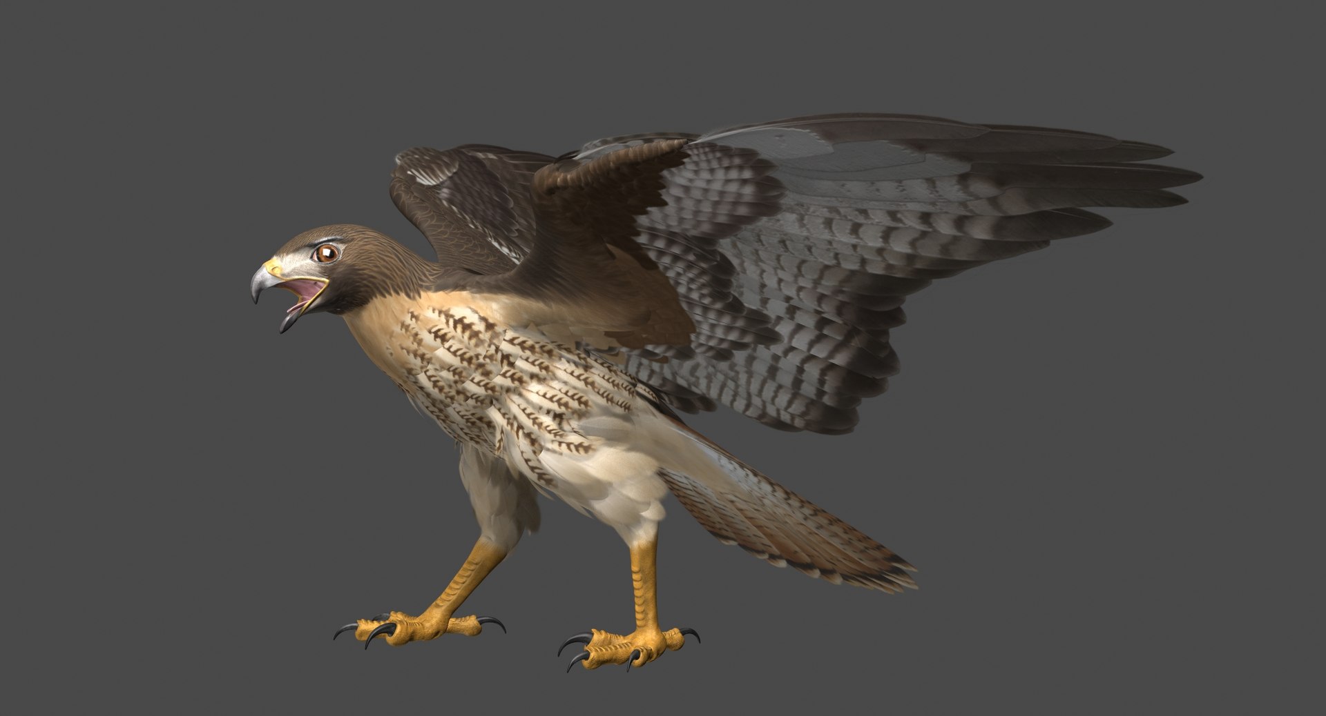 3D Model Rigged Red-tailed Hawk Tail - TurboSquid 1216250