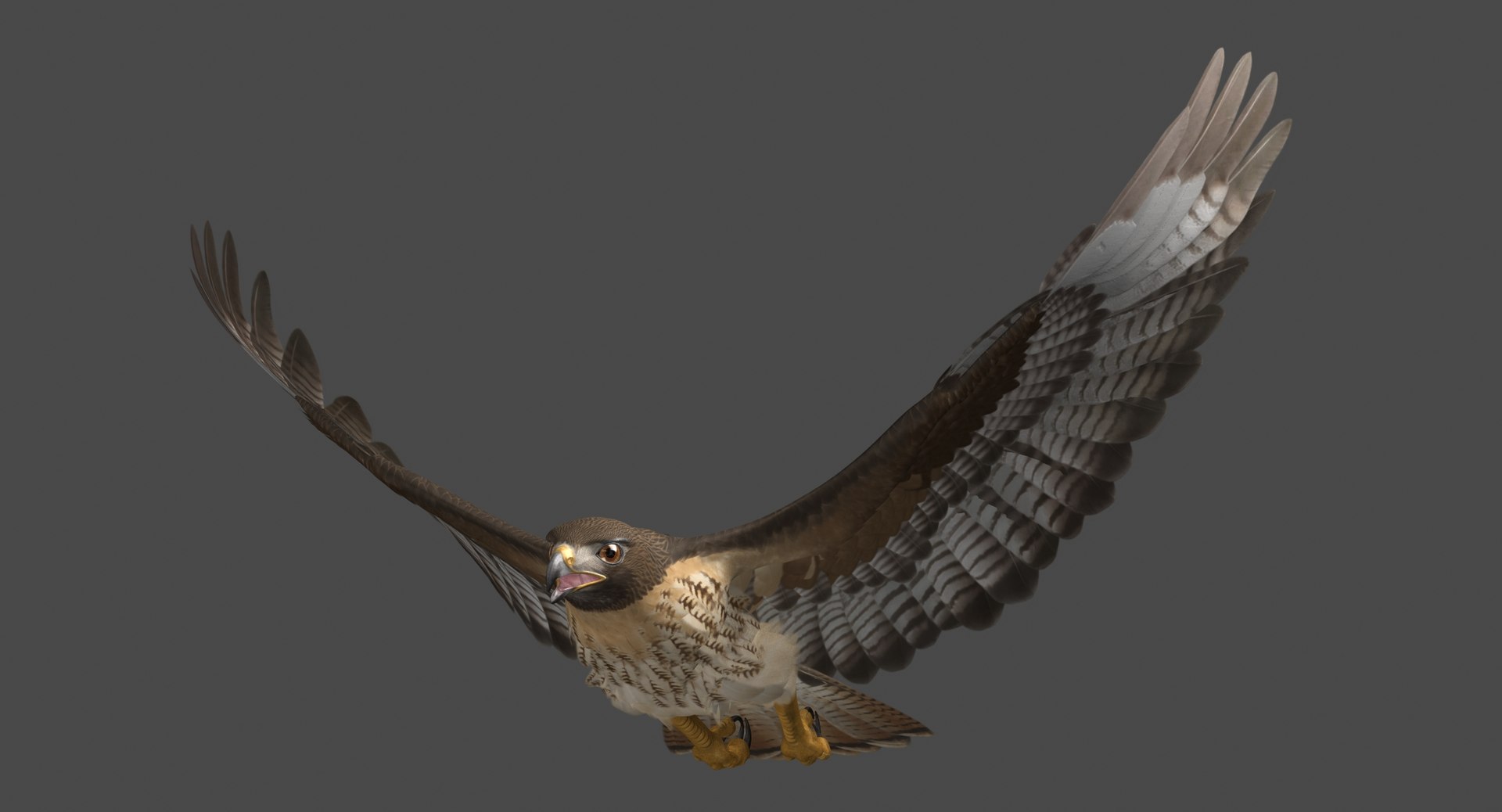 3D Model Rigged Red-tailed Hawk Tail - TurboSquid 1216250