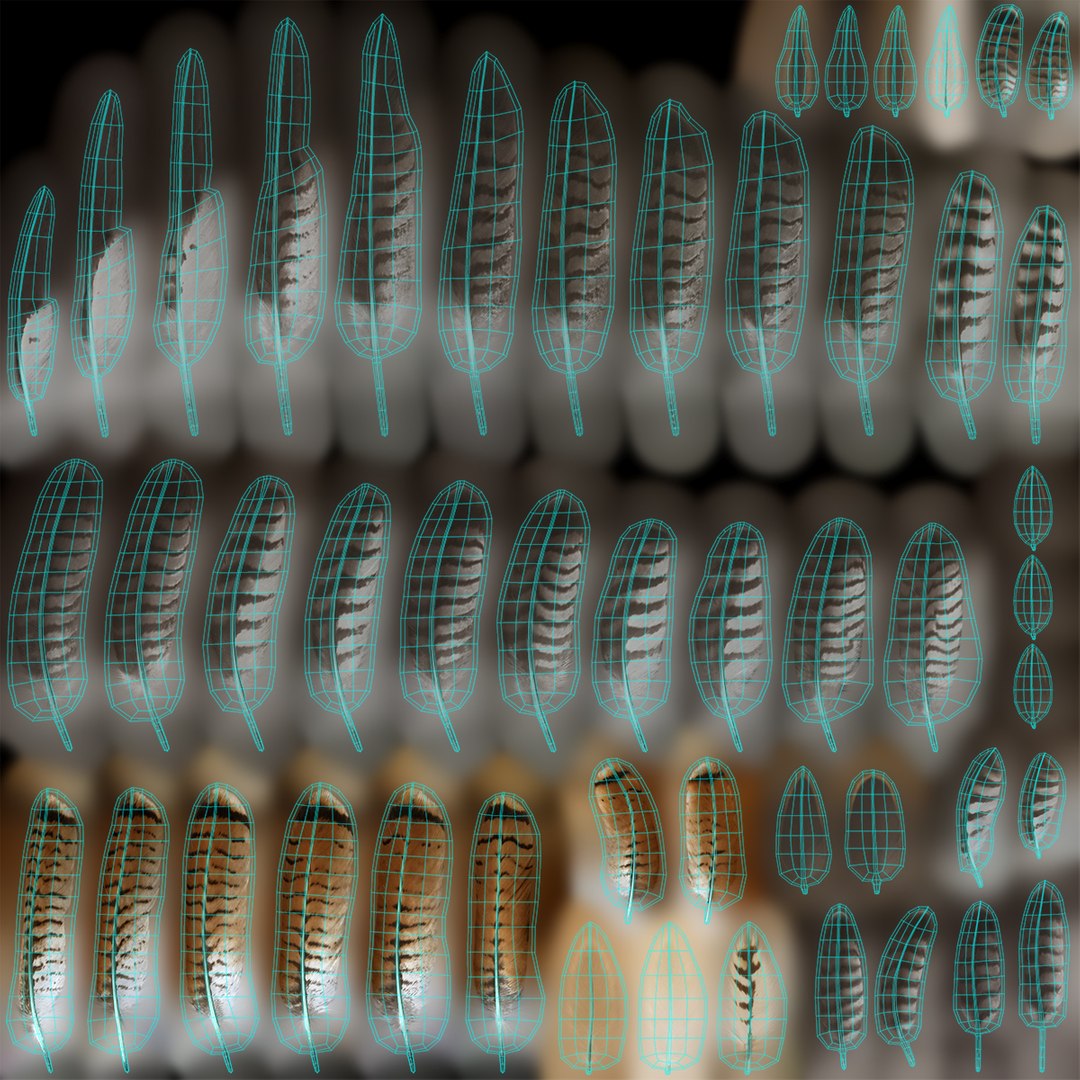 3D Model Rigged Red-tailed Hawk Tail - TurboSquid 1216250