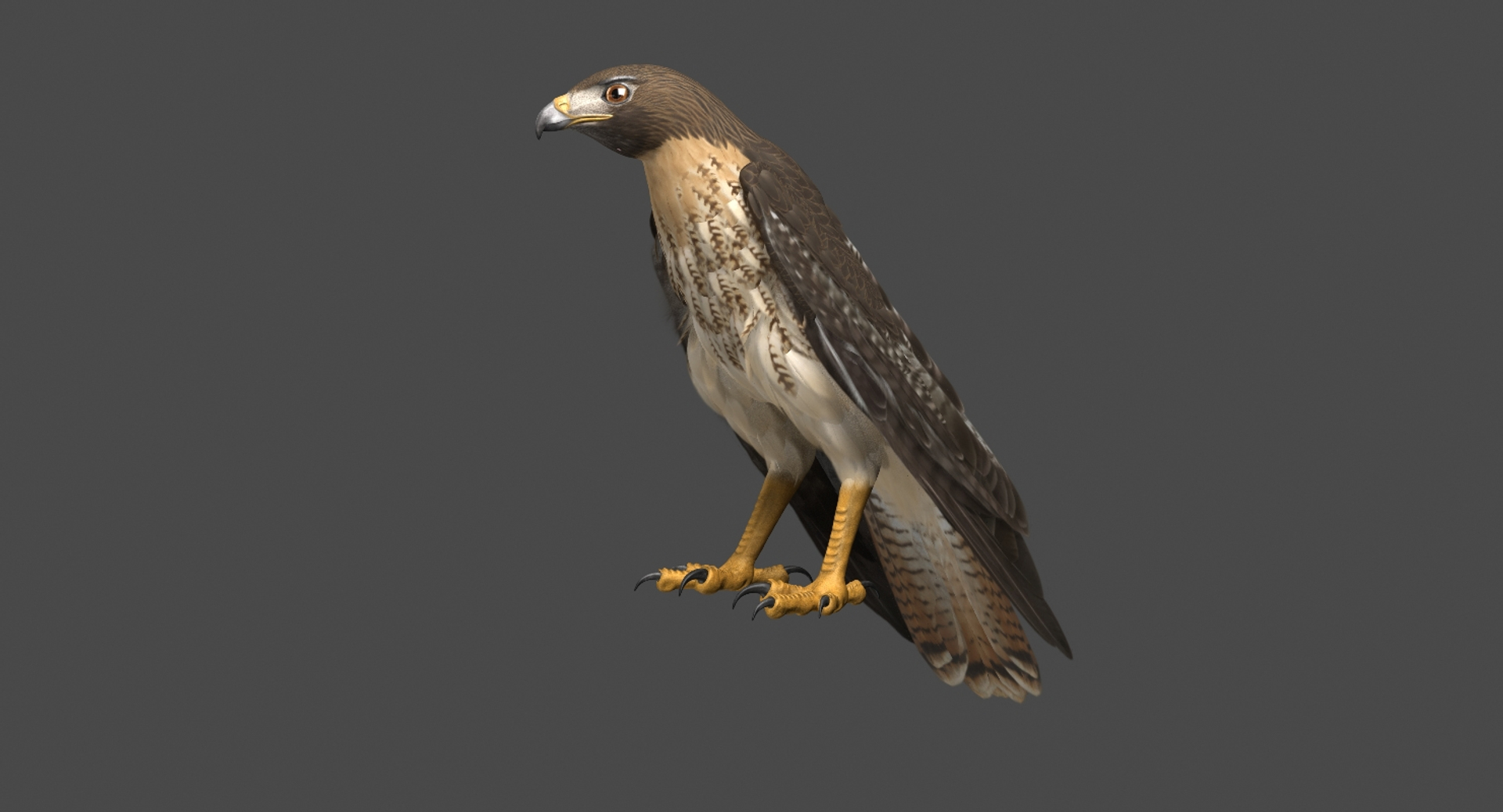 3D Model Rigged Red-tailed Hawk Tail - TurboSquid 1216250