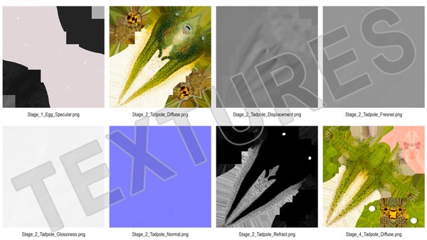 Frog Life Cycle Stages Rigged 3D model - TurboSquid 1714310