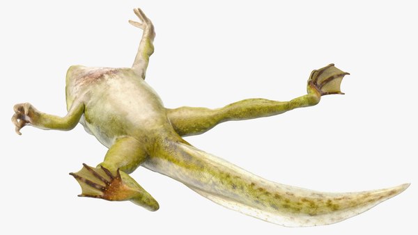 Frog Life Cycle Stages Rigged 3D model - TurboSquid 1714310