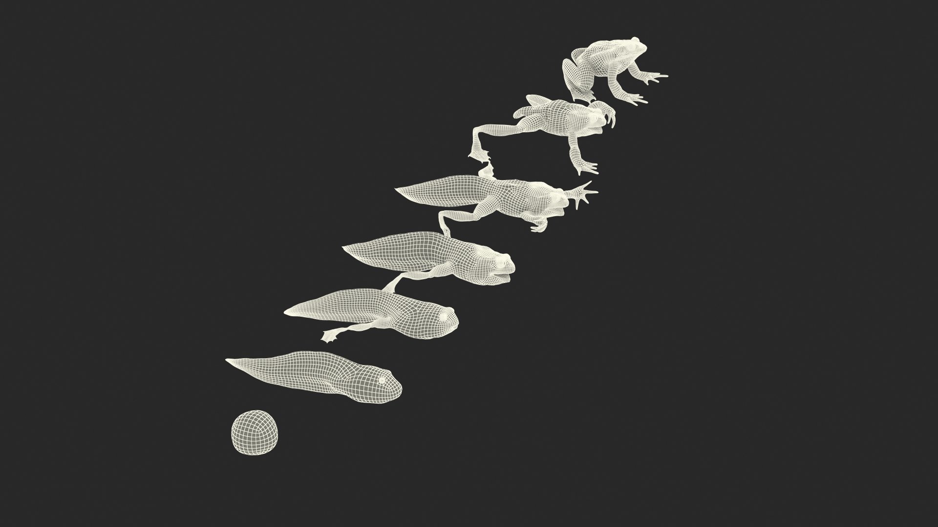 Frog Life Cycle Stages Rigged 3D model - TurboSquid 1714310