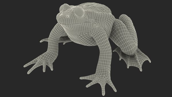 Frog Life Cycle Stages Rigged 3D model - TurboSquid 1714310