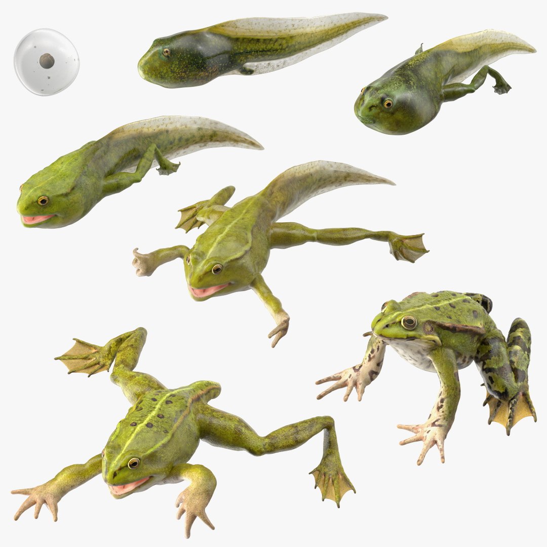 Frog Life Cycle Stages Rigged 3D model - TurboSquid 1714310