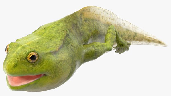 Frog Life Cycle Stages Rigged 3D model - TurboSquid 1714310