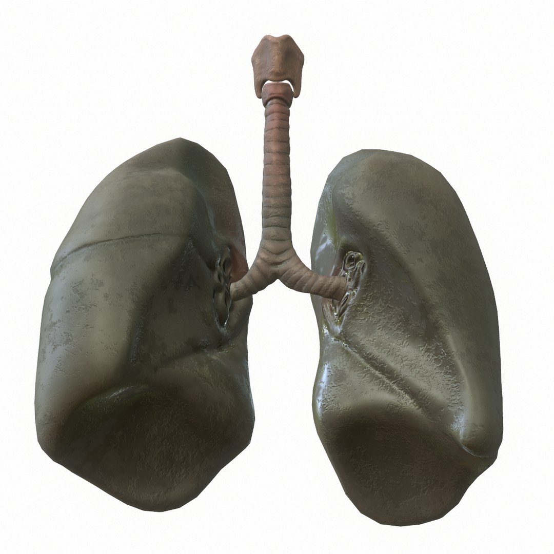 Lungs Smoker Model - TurboSquid 1434094