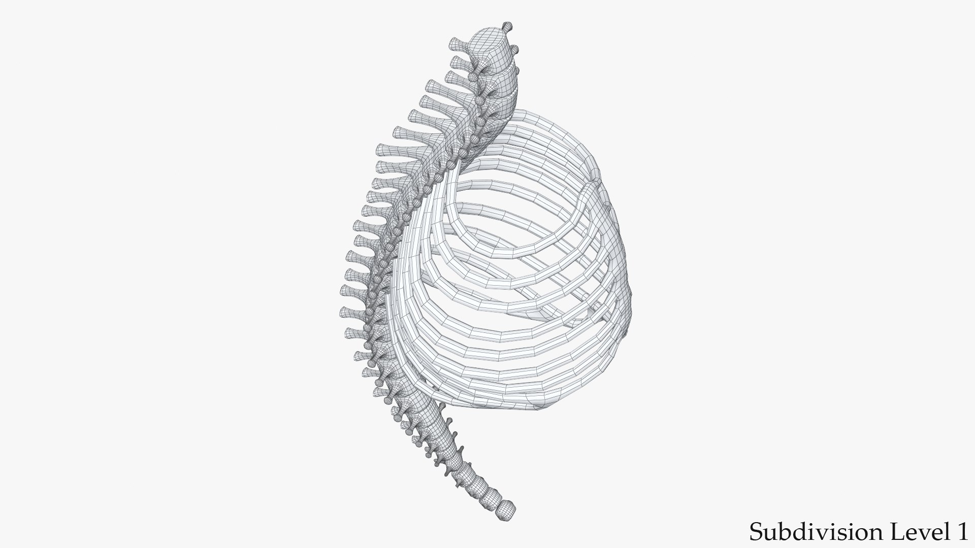 3D animal chest spine bones model - TurboSquid 1441030
