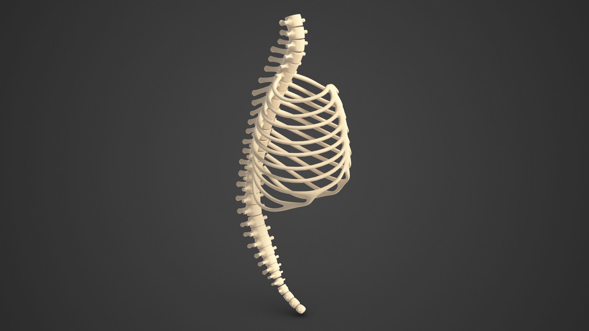 3D animal chest spine bones model - TurboSquid 1441030