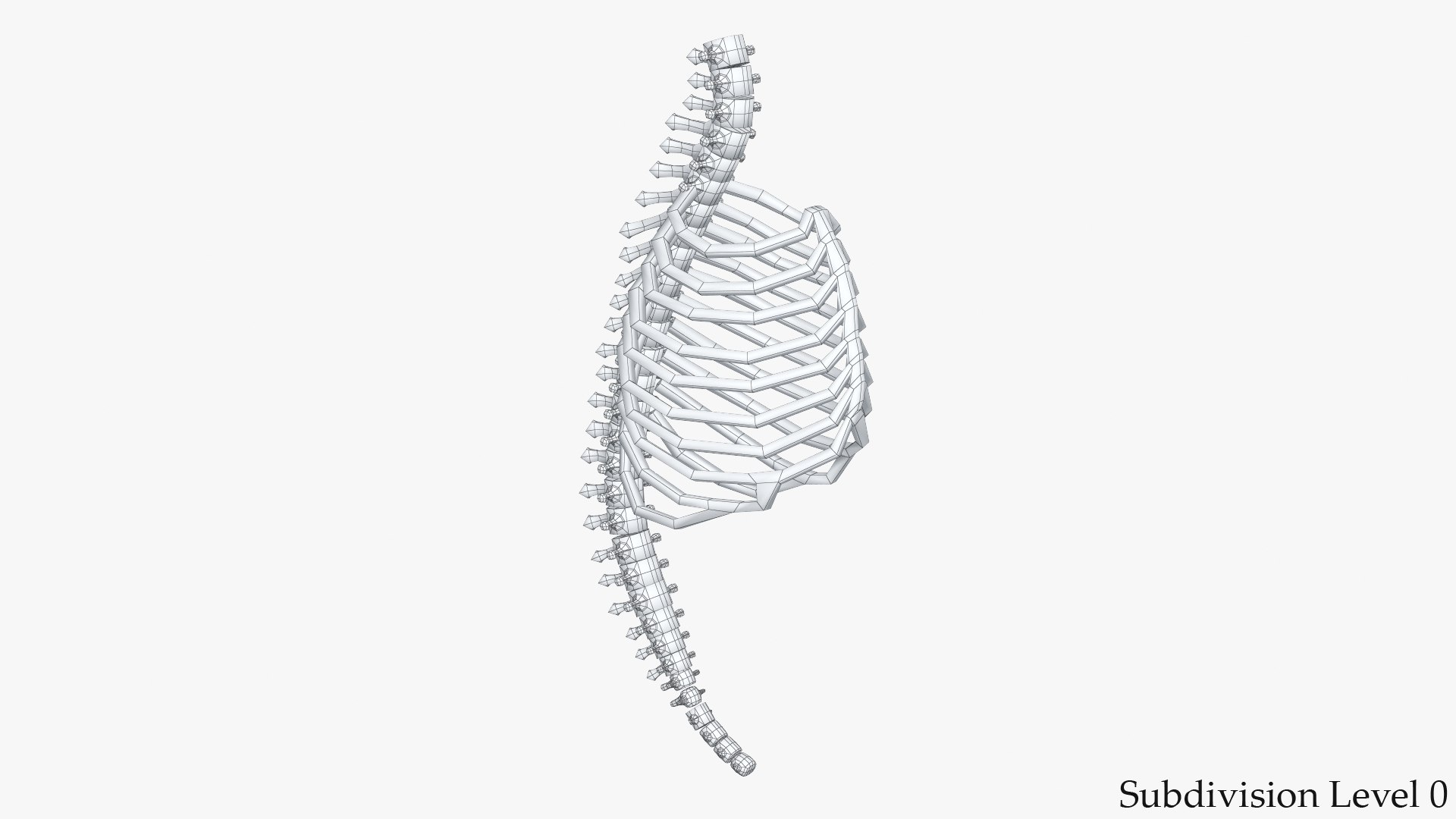 3D animal chest spine bones model - TurboSquid 1441030