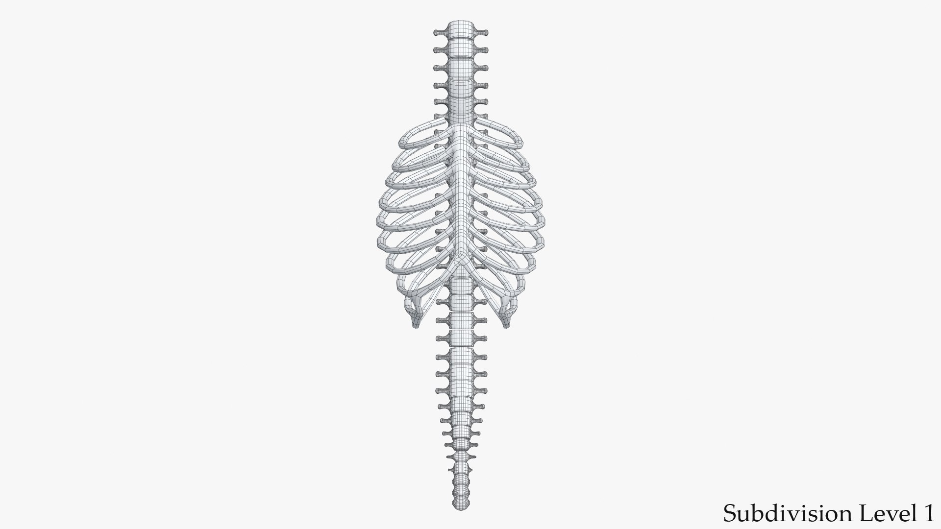 3D animal chest spine bones model - TurboSquid 1441030
