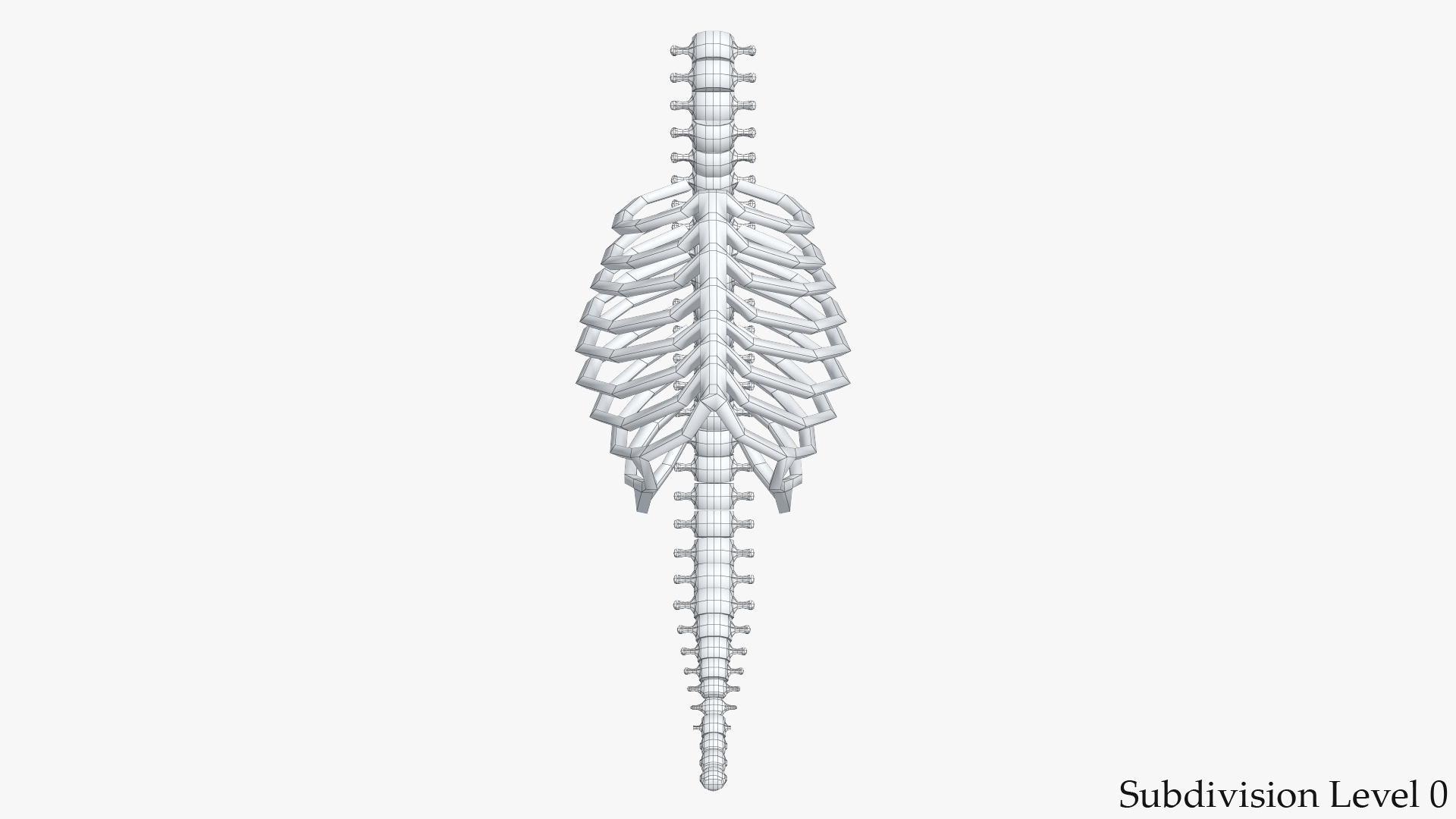 3D animal chest spine bones model - TurboSquid 1441030