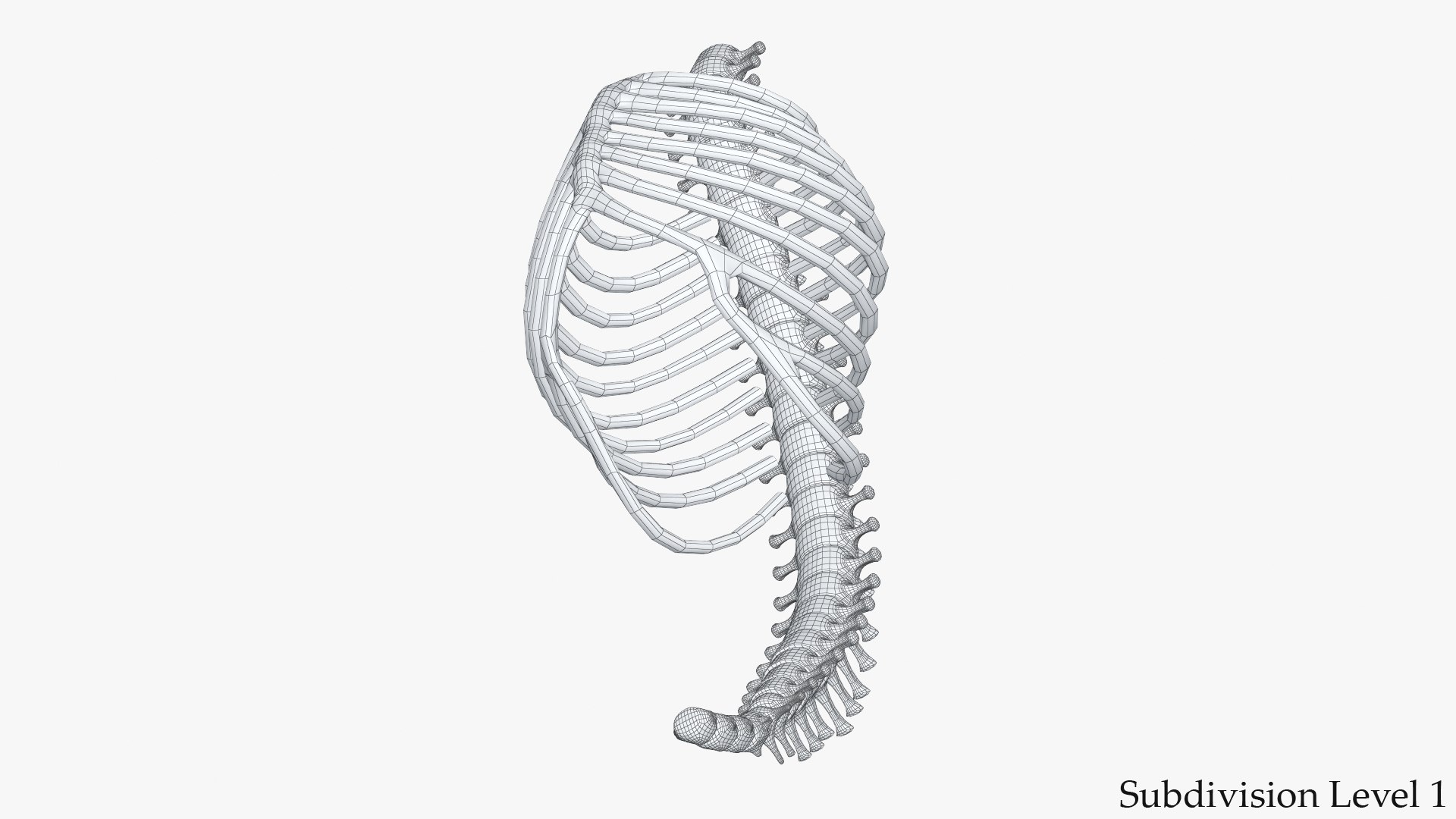 3D animal chest spine bones model - TurboSquid 1441030